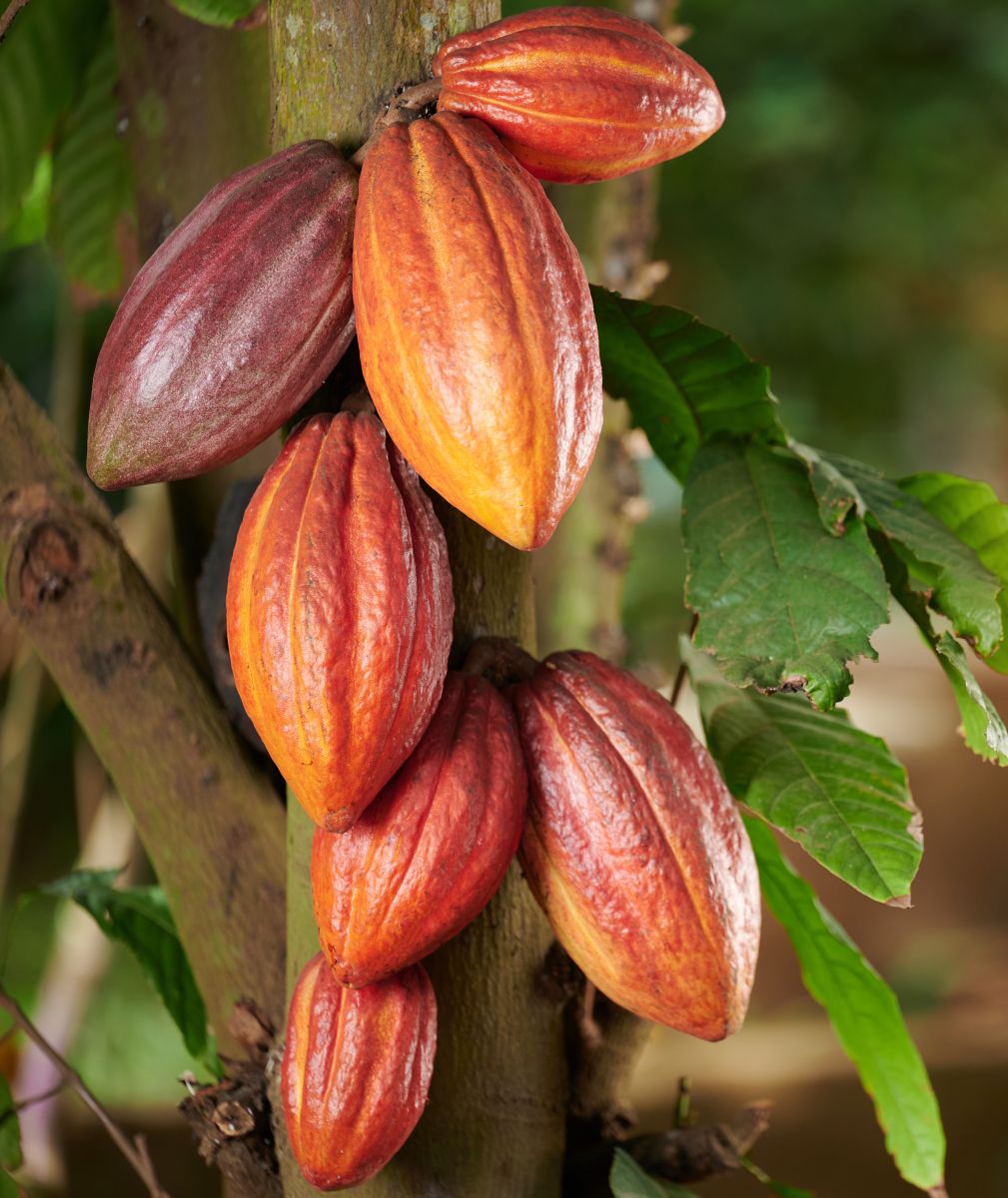 Nederlandse handel in voeding en agrarische producten