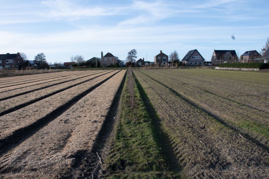 Innovatie in de bollenteelt: in de praktijk leren hoe het werkt