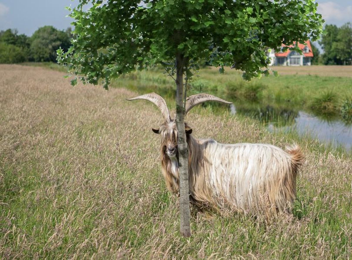 Dutch heritage: rare breeds hidden in plain sight
